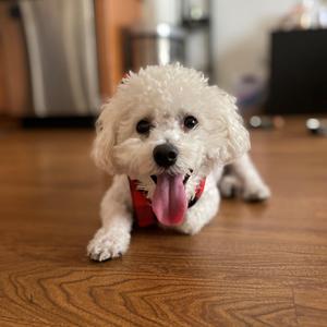 Alexandra Alicea and Avi Lipp's Wedding Registry on Zola