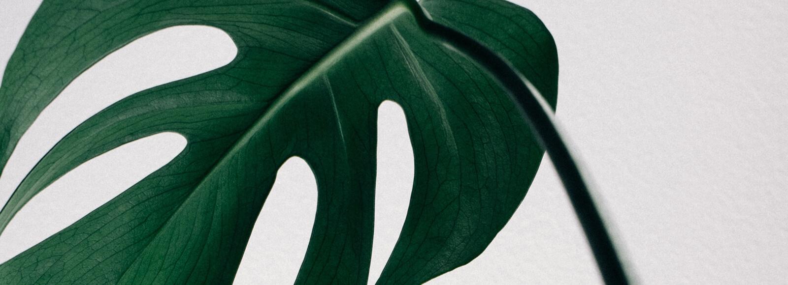 Avelina Alba and Ryan Sendow's Wedding Registry on Zola