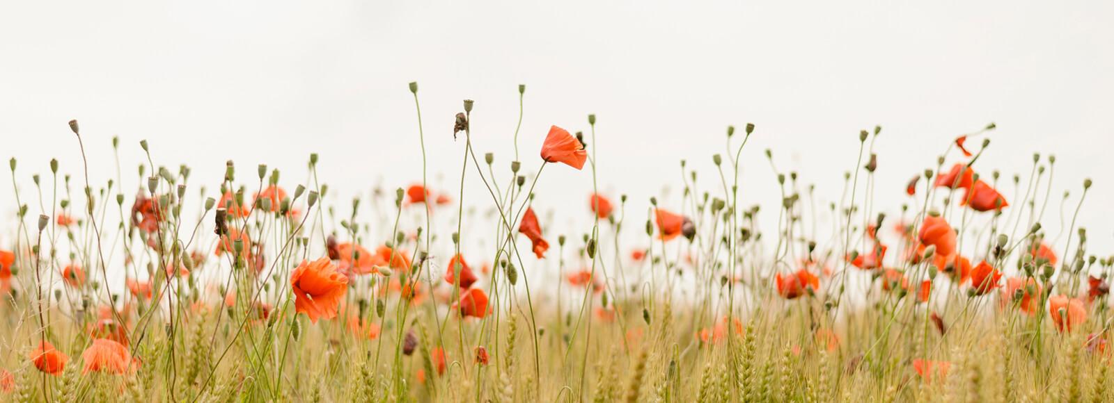 Emily Lafferty and Brandon Stevens's Wedding Registry on Zola