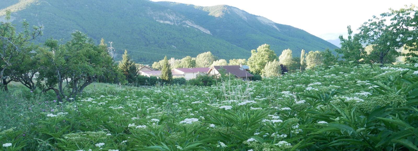 Kate Elisabeth Wentland and Carl Edward Sebastian Hyndman's Wedding ...