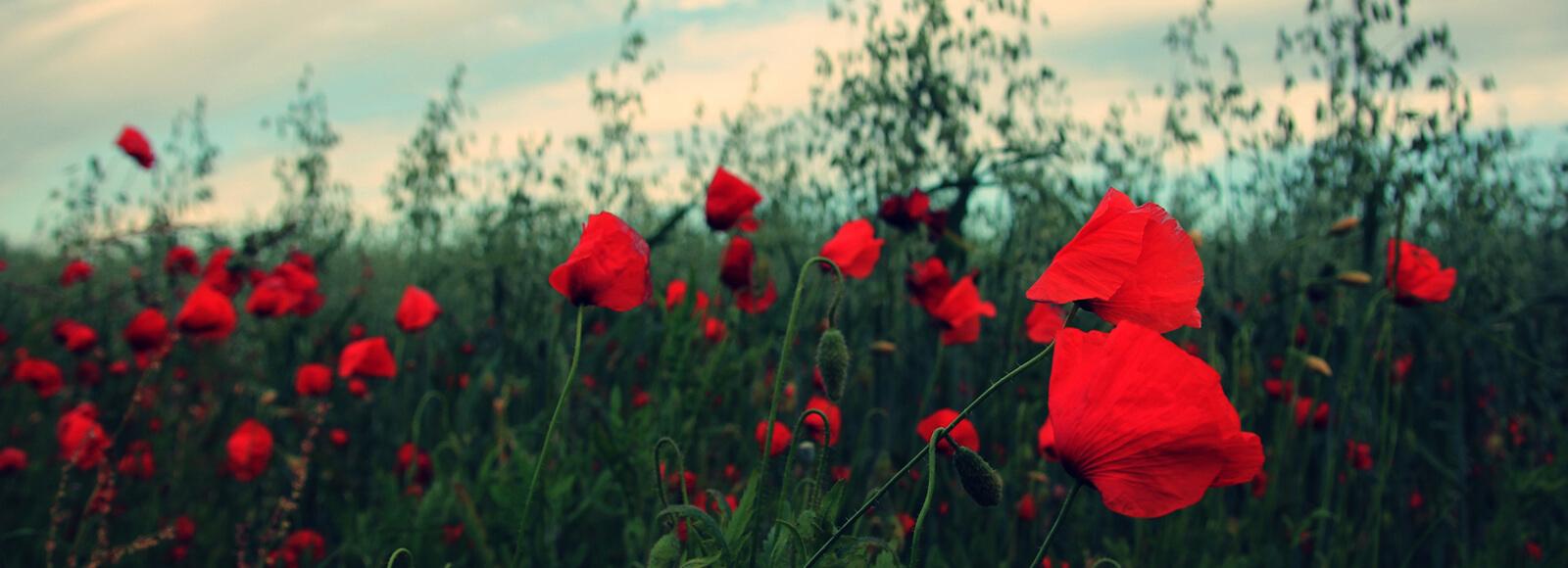 Danielle Diersing and Dante Bucci's Wedding Registry on Zola