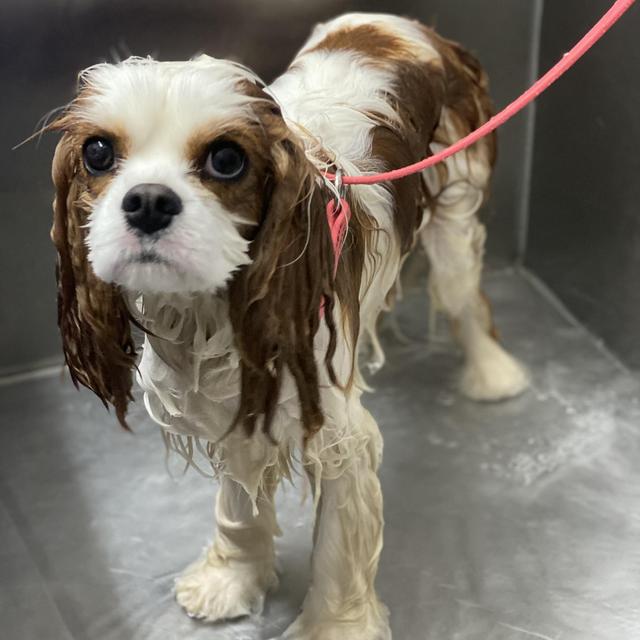 Dylan Slack and Disi Ji's Wedding Registry on Zola