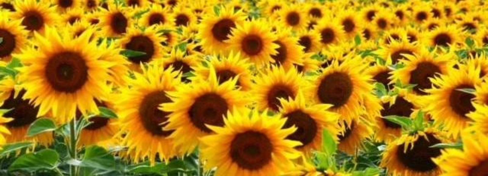 Erica Gruber and Anthony Bertolotti's Wedding Registry on Zola