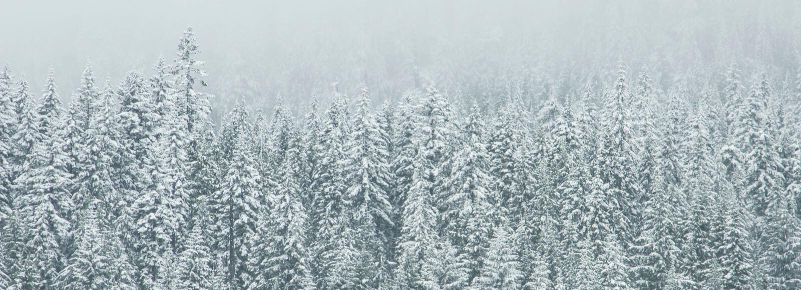 Giovanna Randazzo and Mario Meraz's Wedding Registry on Zola