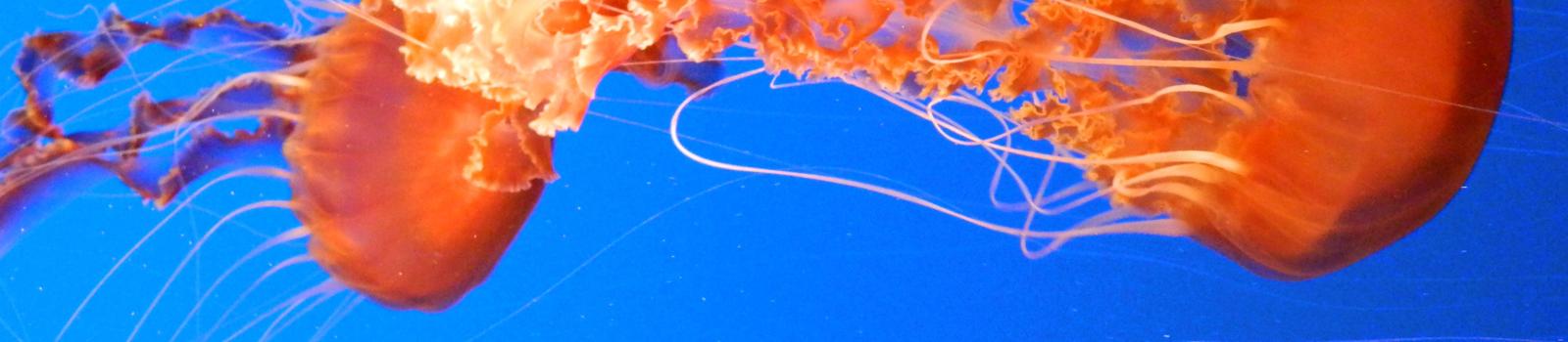 Laura Safran and Scott Kimmelman's Wedding Registry on Zola