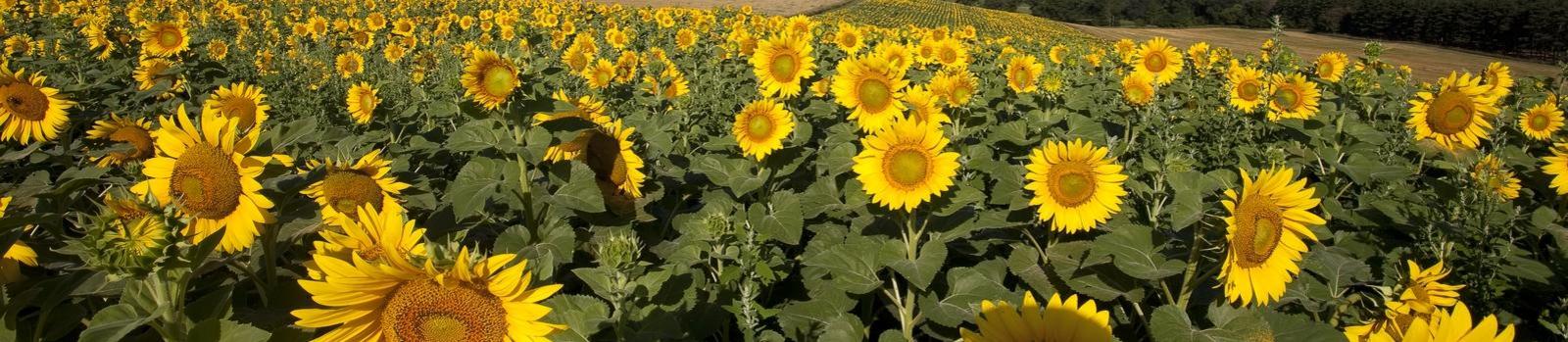 Lauren King and Shanda Ellis's Wedding Registry on Zola