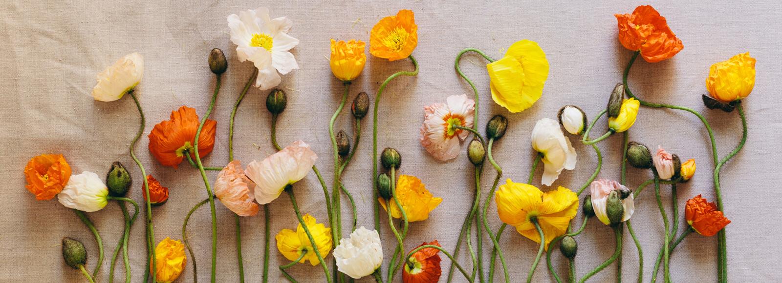 Ashley Tanferani and Leonardo Negrete's Wedding Registry on Zola