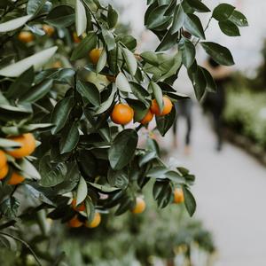 Newsha Ghaeli and Dylan Enright's Wedding Registry on Zola