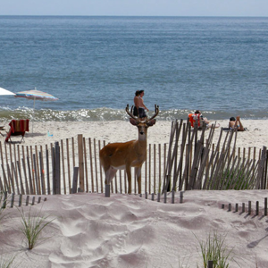 RACHEL LILLY and MYLES MULÉ's Wedding Registry on Zola