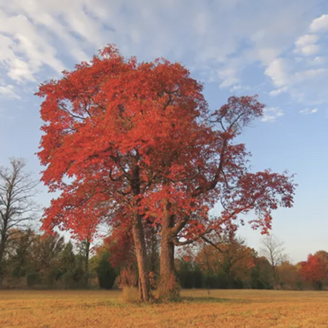 Salha Balala and Evan Constantine's Wedding Registry on Zola